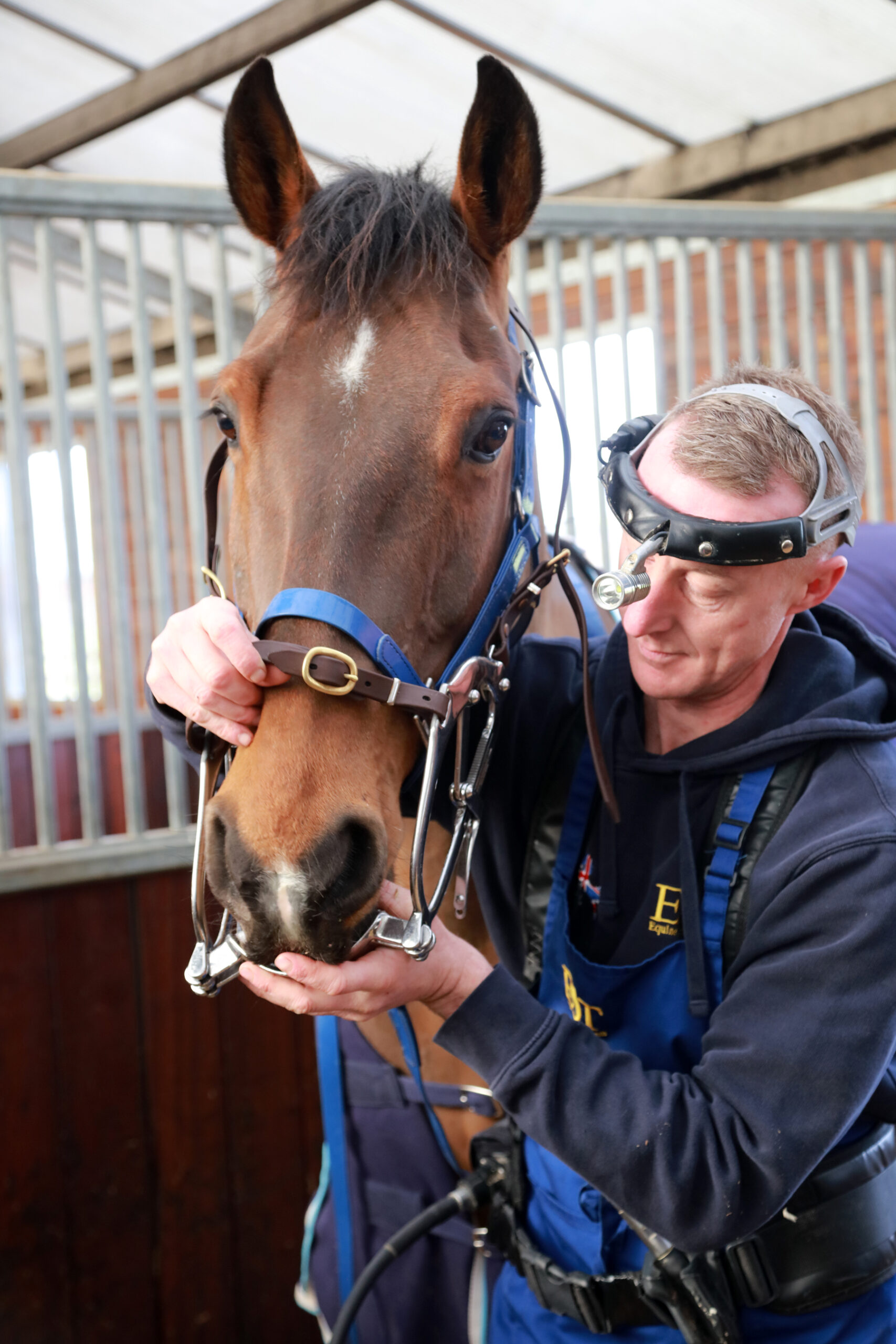 The Team – The Equine Dental Team