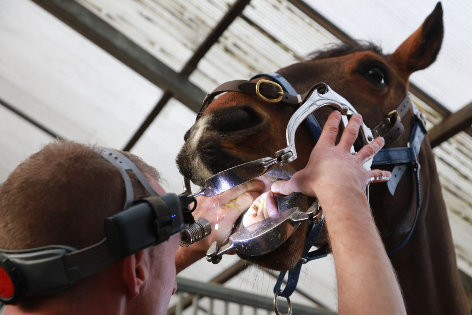 The Equine Dental Team – Equine dentistry covering all of the UK and ...
